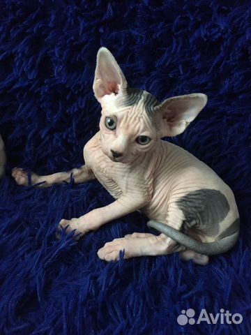 Продам котят Канадских сфинксов