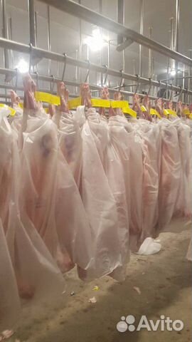 Овцы на мясо