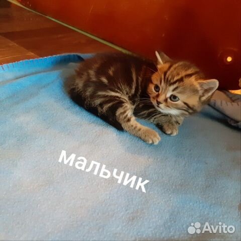 Британцы