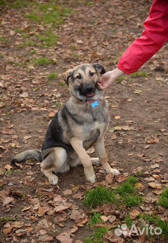 Торри ищет дом
