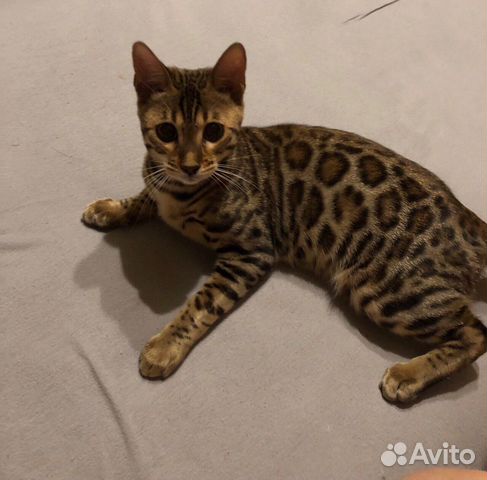 Бенгальская кошечка