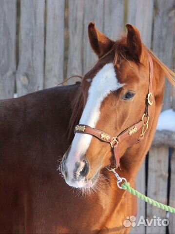 Ганноверская кобылка