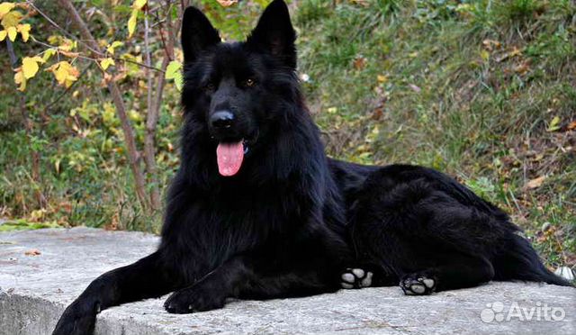 Собаку зовут саги сиях