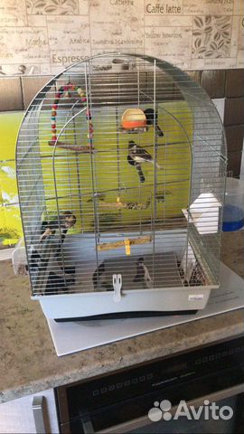 Продам Канареек, мальчик и девочка пара в месте с