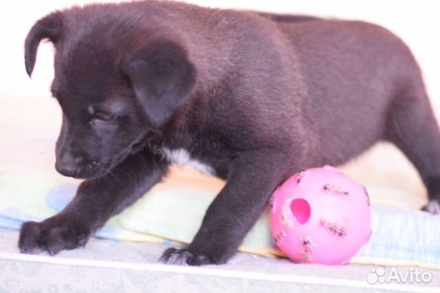 Отдам щенка в добрые руки