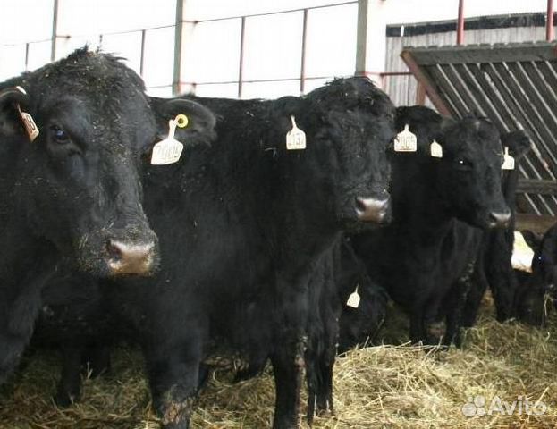 Коровы Абердин-Ангусы