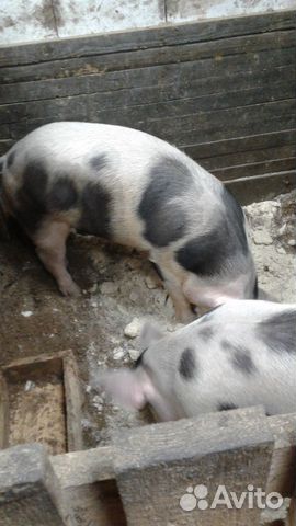 Хряк пьетрен