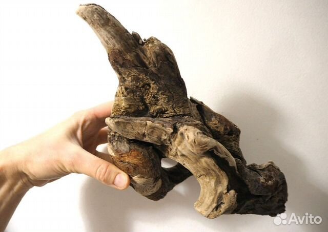 Коряги морские, ракушки, и кусочки рыб. сетей