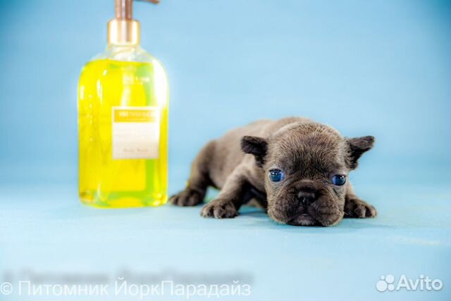 Мини бульдог