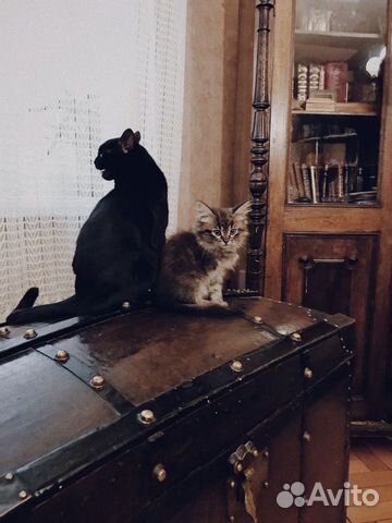 Волшебные котята