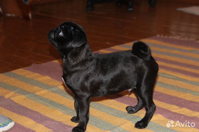 Черный малыш мопса