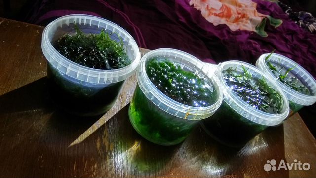 Мох яванский, ломариопсис, папоротник узколистный
