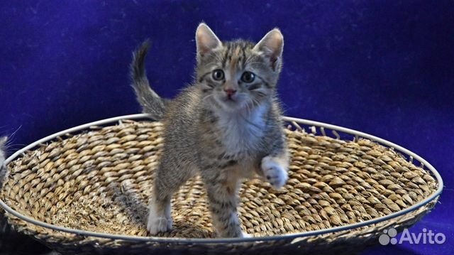 Котята-метисы шотландца (2 месяца)