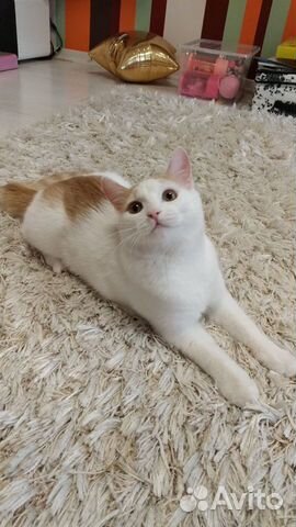 Ласковый Семочка ищет дом