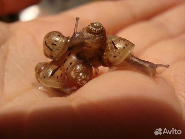 Улитки ахатины