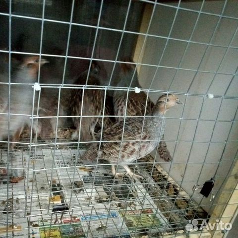 Серая куропатка