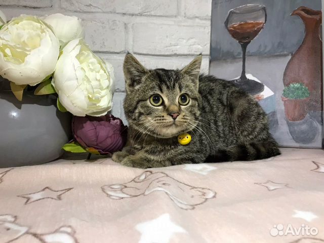 Плюшечка-помпушечка ищет родителей, котенок 3 мес