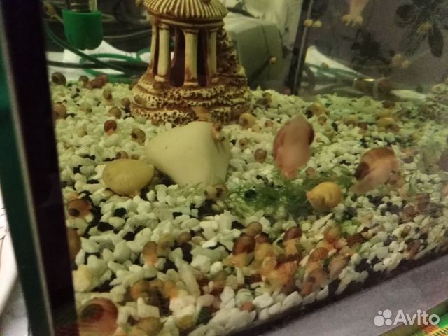 Улитки Ампулярии и верхоплавка