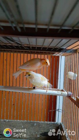 Кенар и канарейка