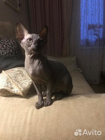 Абсолютно черный кот желает познакомиться