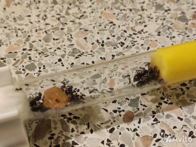Муравьи Lasius Niger