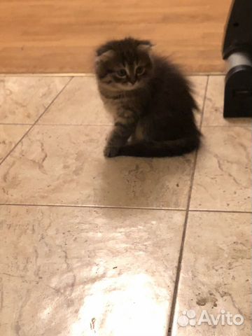 Кошка котёнок