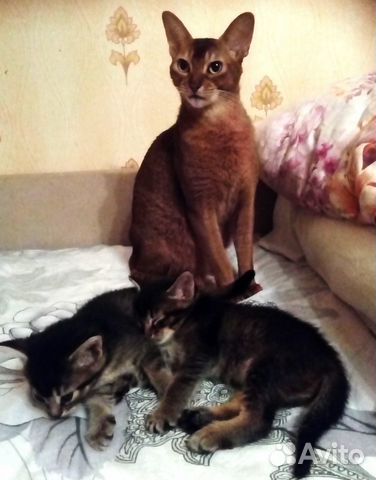 Абессинской кошки метисы отдам