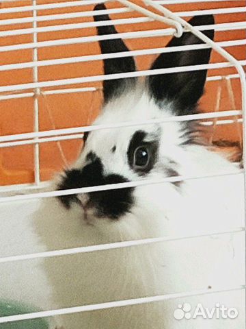 Кролик декоративный львиноголовый с документами