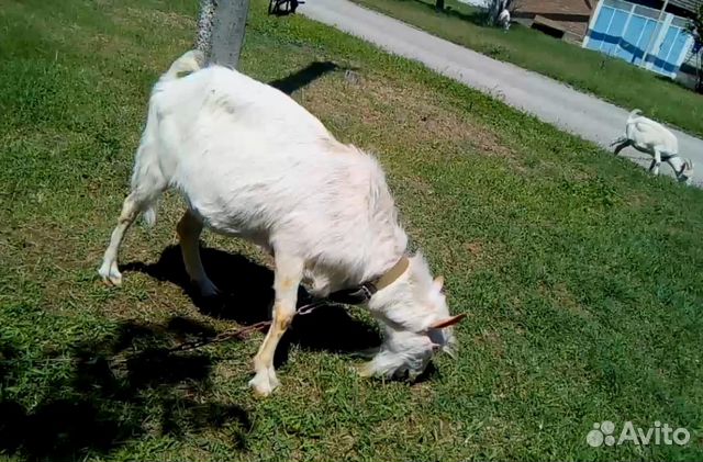 Козёл на племя. Коза, козёл на мясо