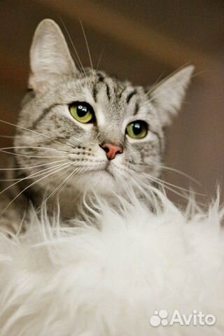 Кот ищет дом