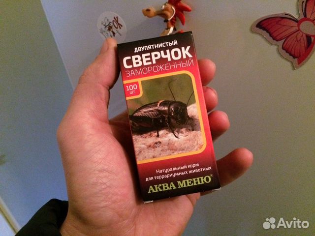 Сверчки