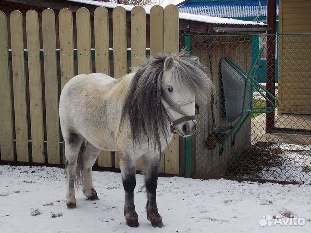 Пони