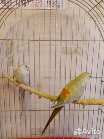 Попугай певчий