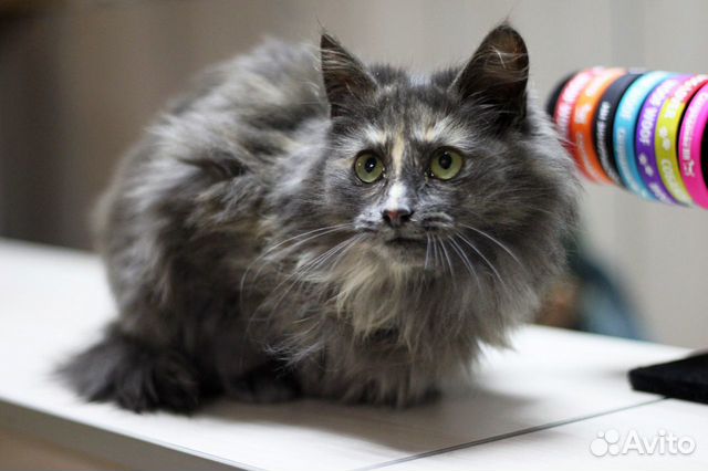 Котята в добрыеруки