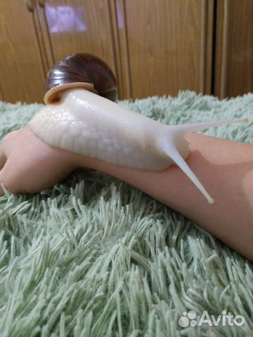 Улитки Ахатина