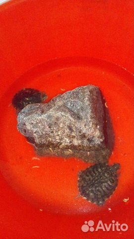 Черепахи красноухие