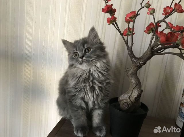 Шотландский котёнок (девочка)