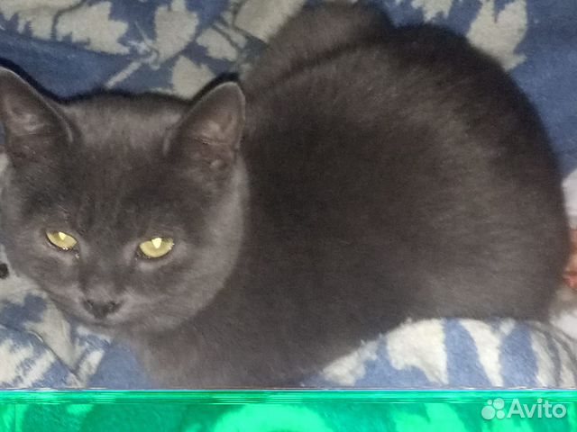 Котята 6 месяцев