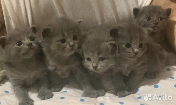 Котята в добрые руки