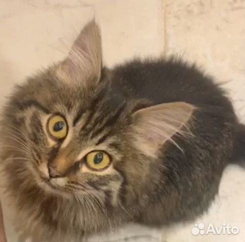 Котенок, девочка, фенотип сибирской или норвежской
