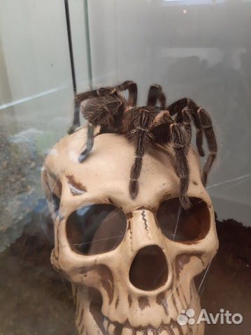 Паук птицеед