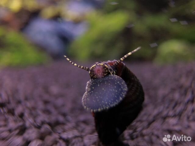 Улитки Тиломелании с острова Сулавеси