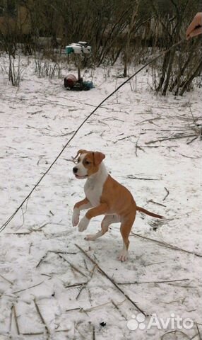 Красивая девочка Амстафф