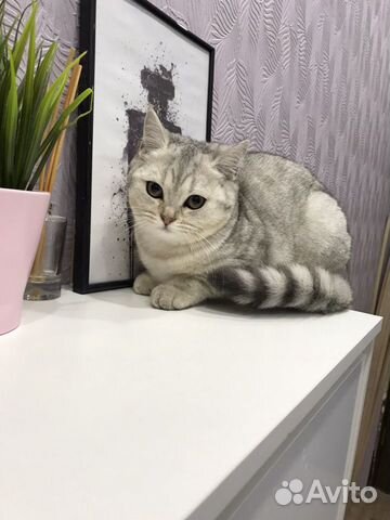 Шотландская