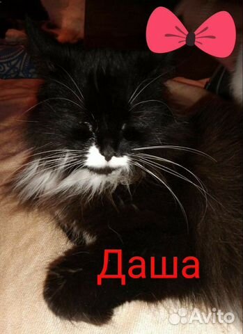 Кошка Даша из приюта