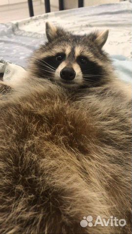 Ищем жениха для енота