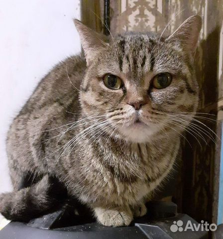 Бонечка ищет дом