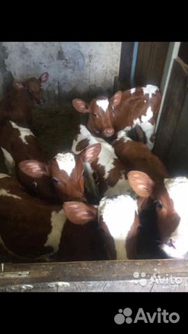 Телята и телочки айширы