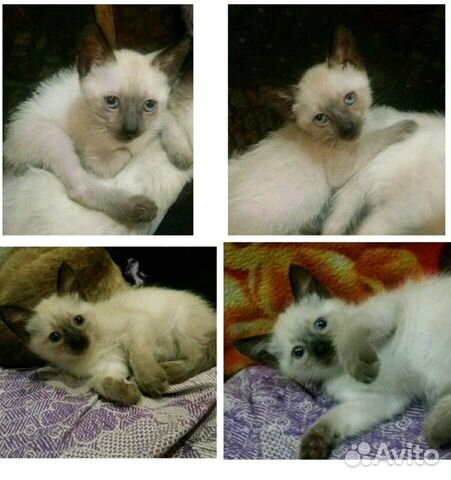 Сиамские котятки в ожидании хозяина)