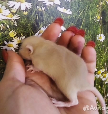 Крысята Дамбо разных окрасов